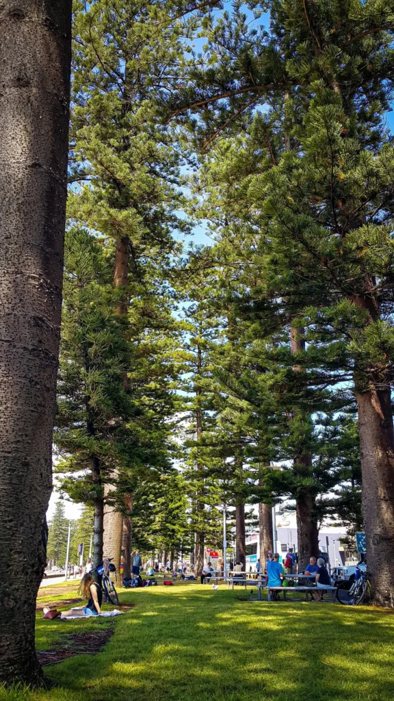 How to Tell Old Growth Trees From Planted Forests | All Explorers